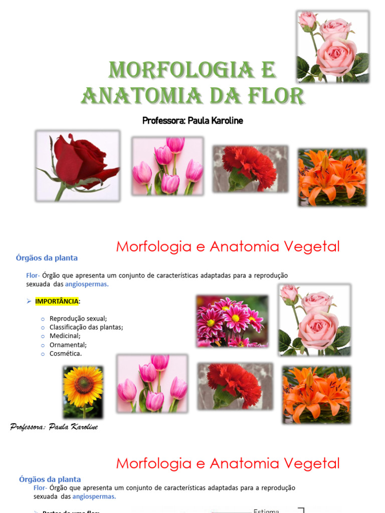 Morfologia e Anatomia Da Flor | PDF