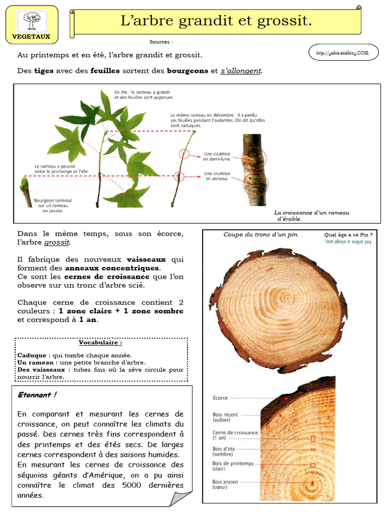 Projet Science Ce1 | PDF