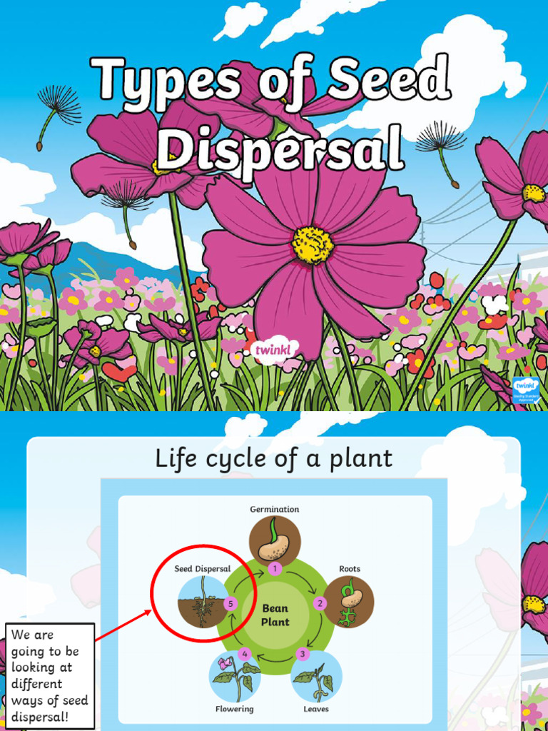 Science 3 - Seed Dispersal.200666329 | PDF