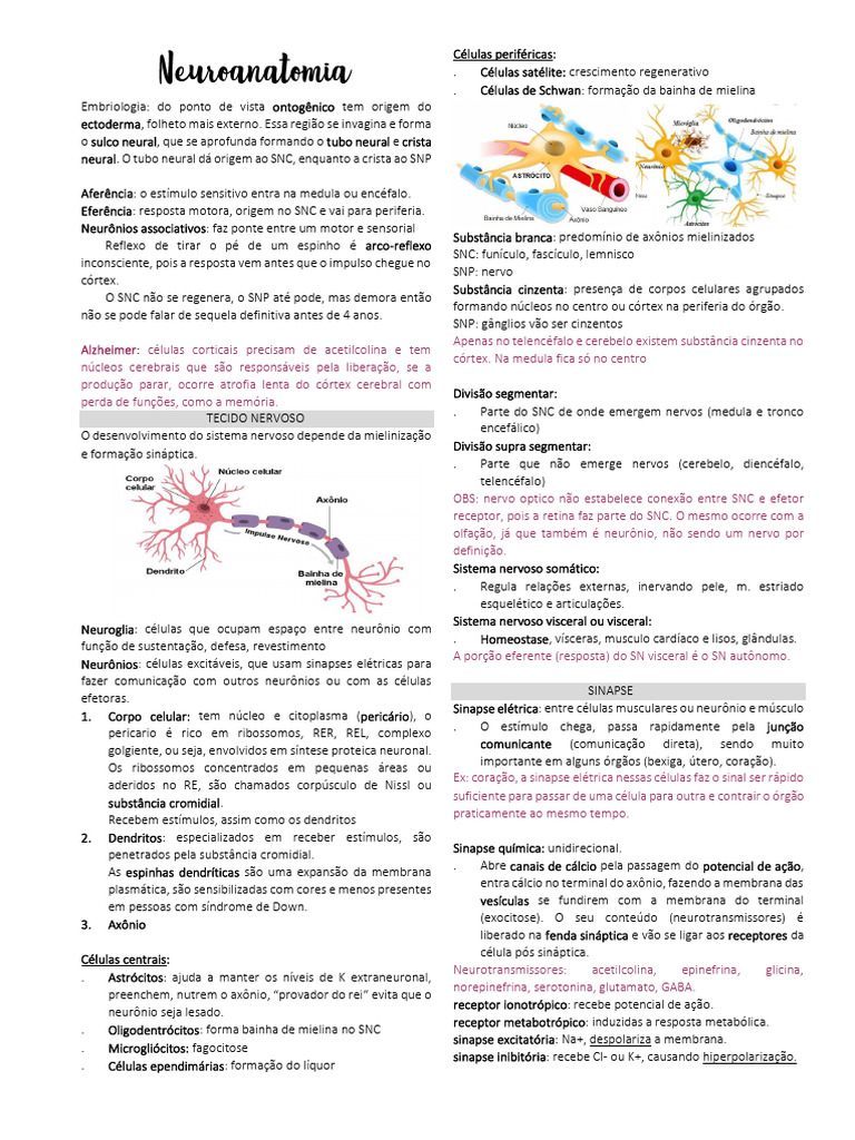4-Introdução Básica À Neuroanatomia | PDF | Sinapse | Neurônio