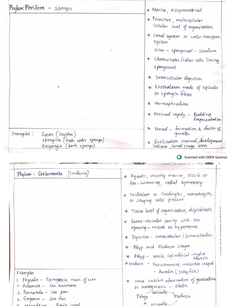 Animalia - Invertebrate Phyla - 240923 - 203825 | PDF
