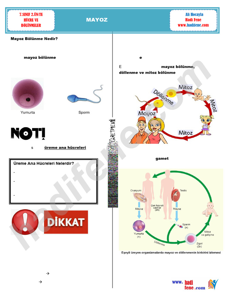 Mayoz Bölünme-1 | PDF