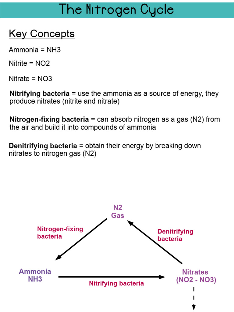 The Nitrogen Cycle | PDF