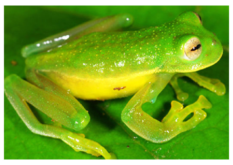 Frog | PDF