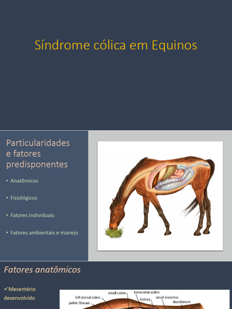 Slides Sistema Digestório Equinos | PDF