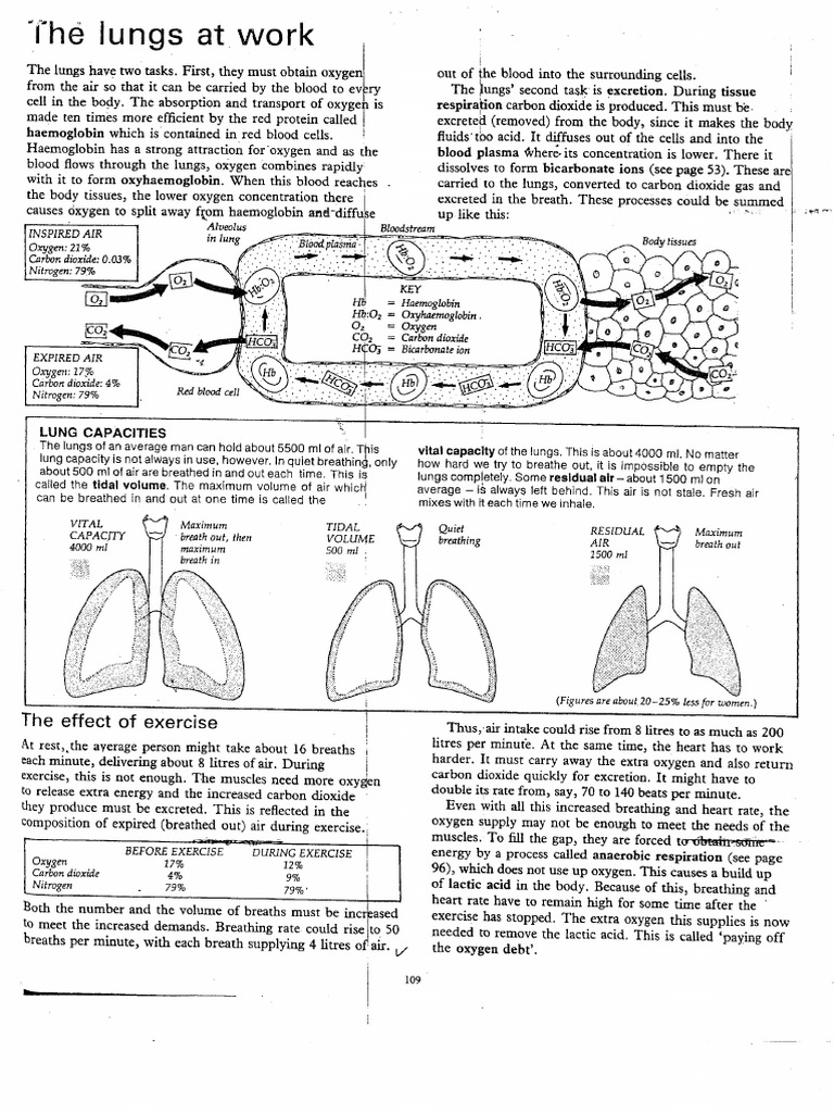 Handout - Lungs at Work | PDF
