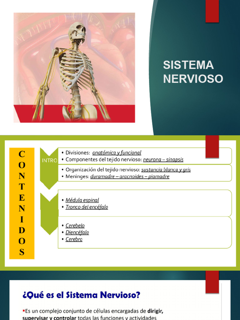 SNC 1 | PDF