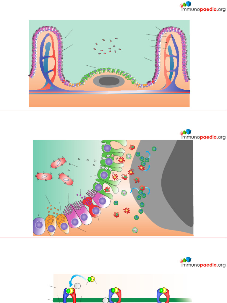 Ulcerative Colitis | PDF | Gastrointestinal Tract | Lymphocyte