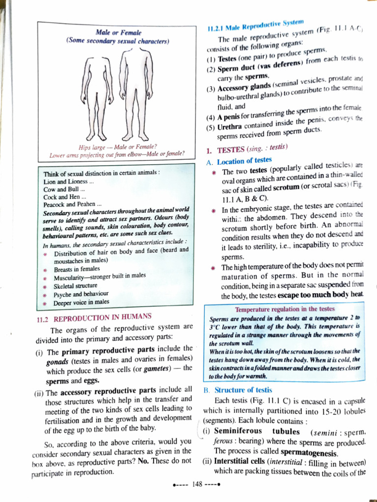 Consise - PDF 22 October 2022 | PDF | Menstrual Cycle | Testicle