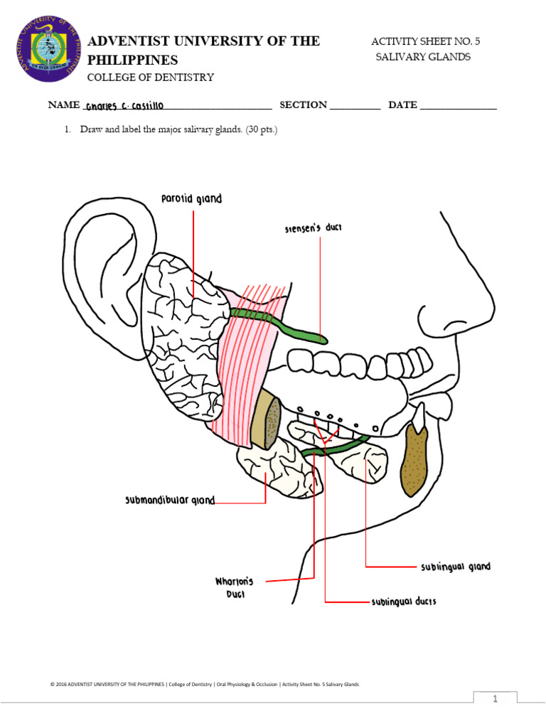 ACTIVITY SHEET # 5 Salivary Glands | PDF