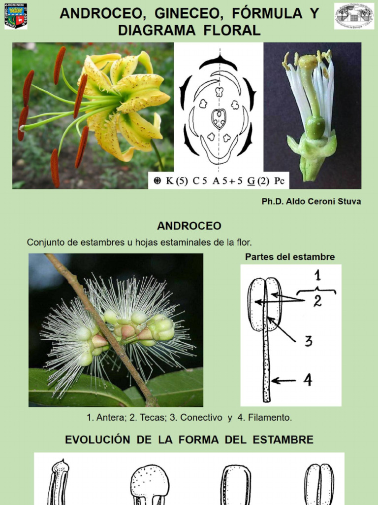 Flor - Segunda Parte | PDF