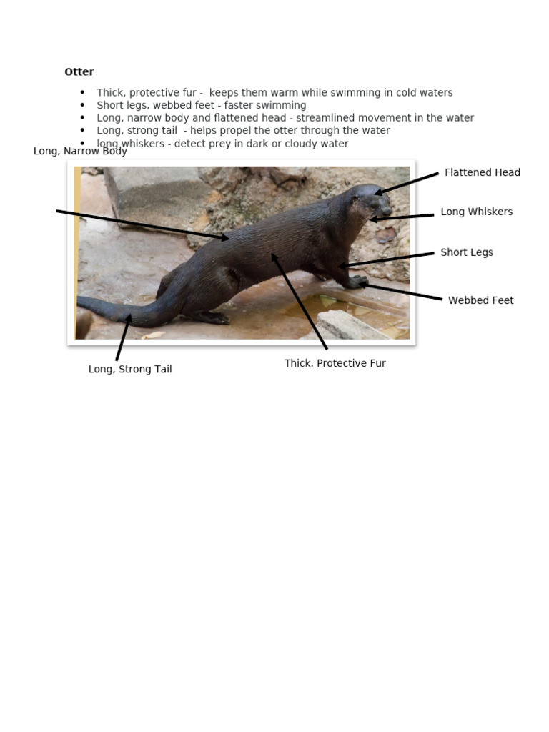 Otter | PDF