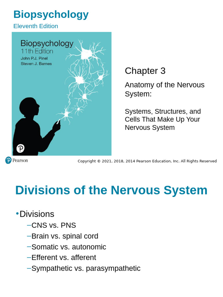 Biopsychology CH 3 Part 1 | PDF