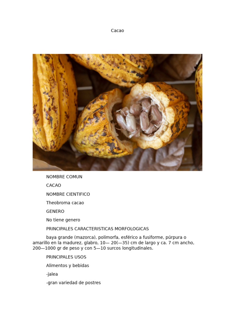 Cacao | PDF