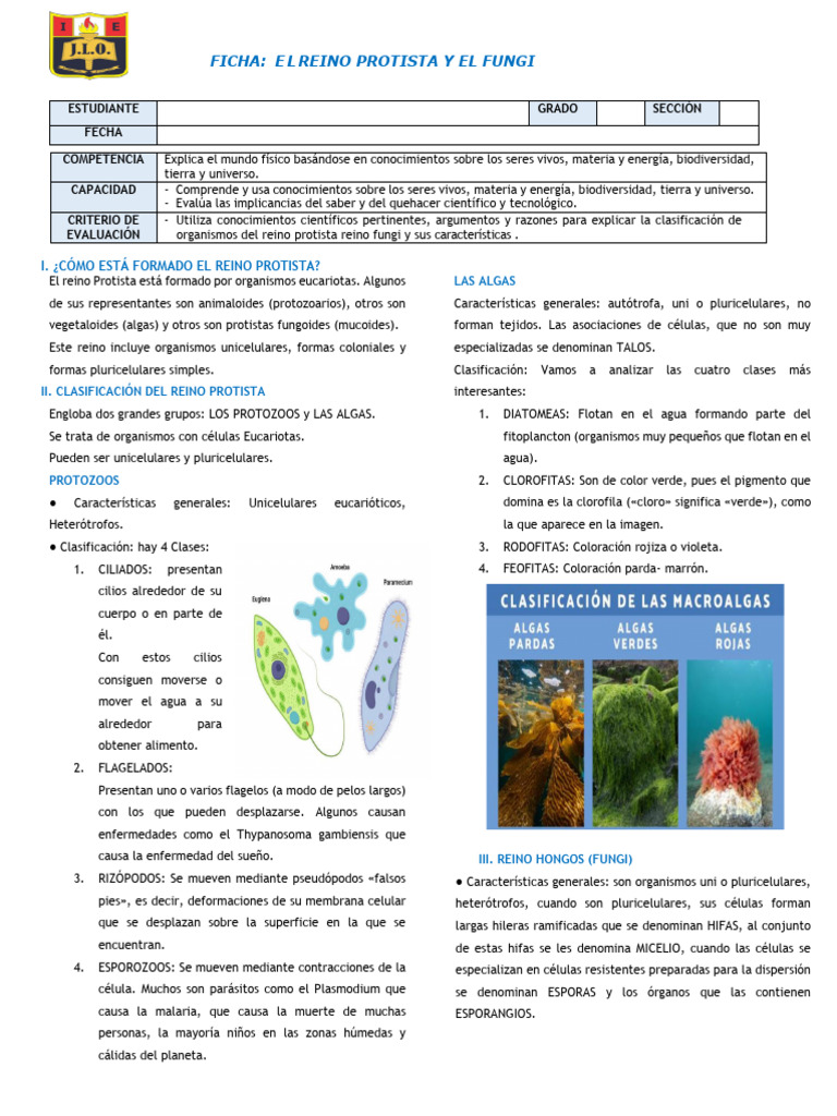 Cienc y Tec. 1°FichaR - Protista-Fungi-2024-09-16-modificado | PDF