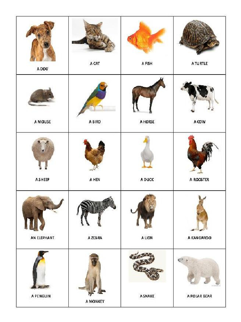 Animals To Describe | PDF