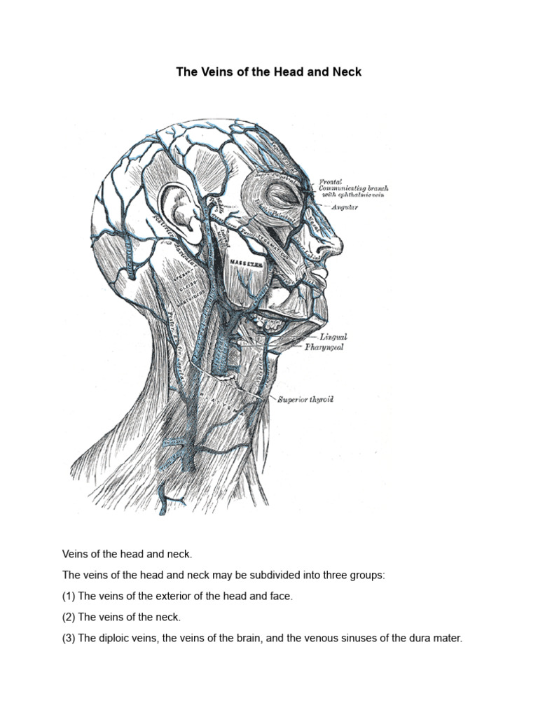 Veins of The Head and Neck | PDF