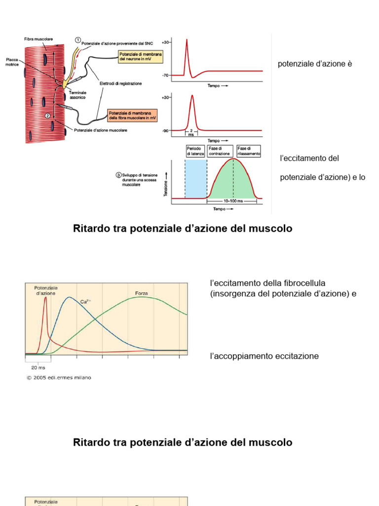 18 Meccanica Della Contrazione Muscolare | PDF