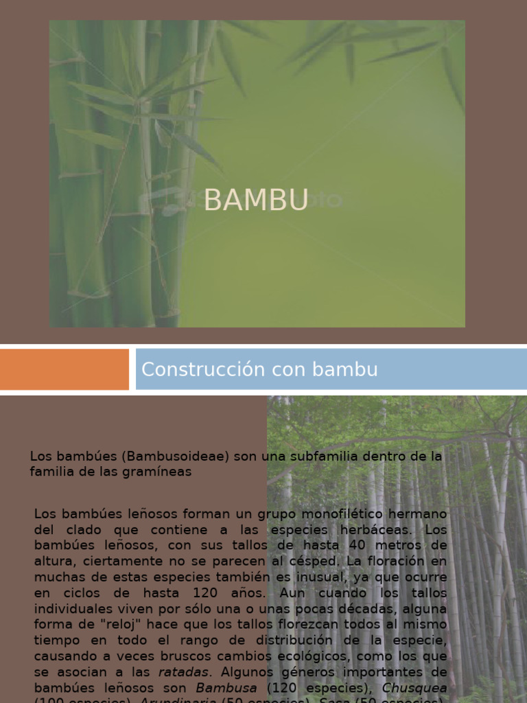 BAMBU | PDF