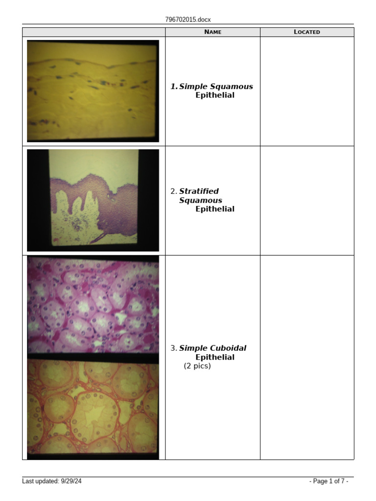 V101 Clinical A&p LAB Histology Documents | PDF