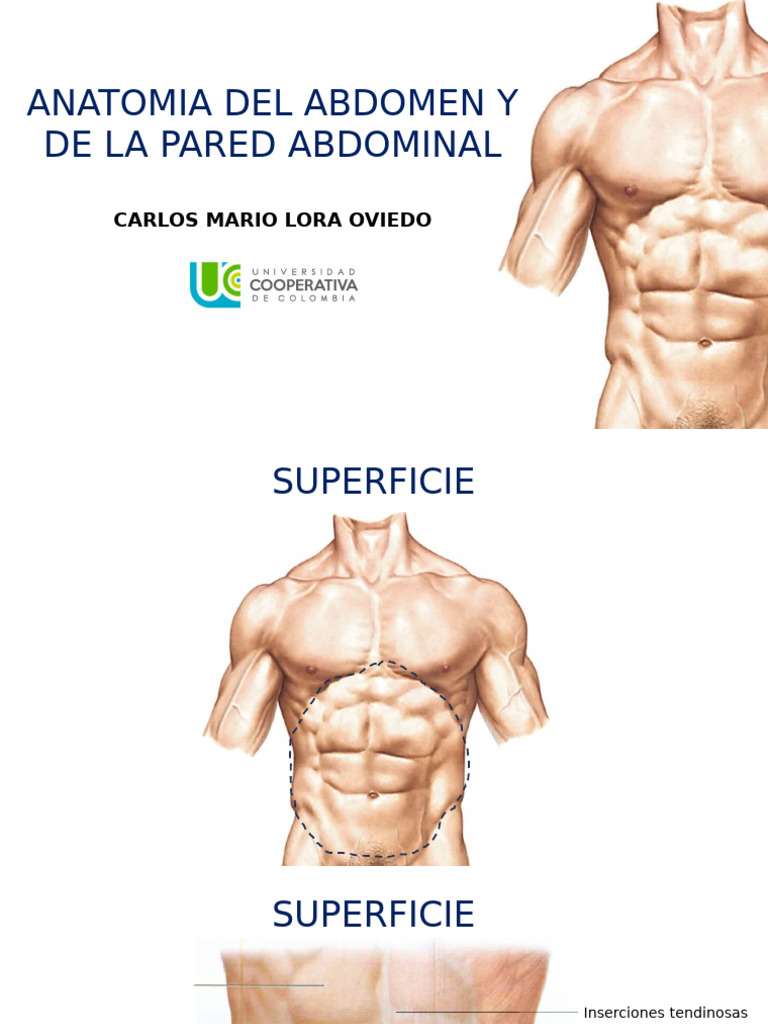 Anatomia Del Abdomen | PDF