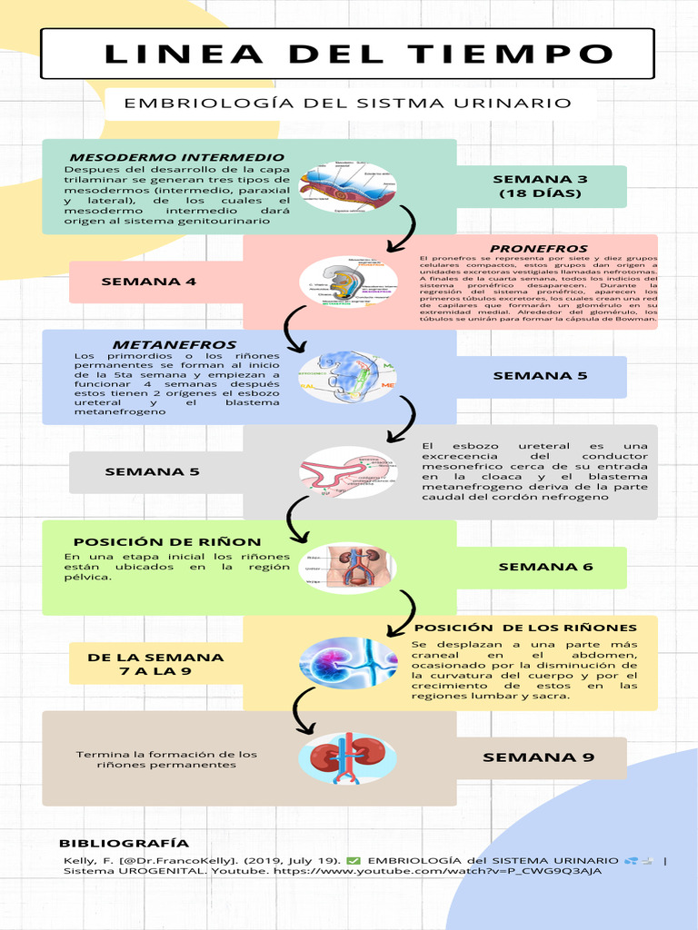 Embriogénesis | PDF