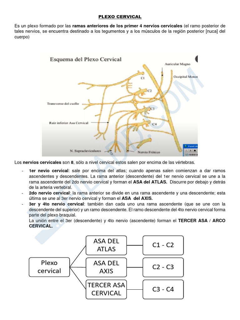 24 6 Plexo Cervical | PDF