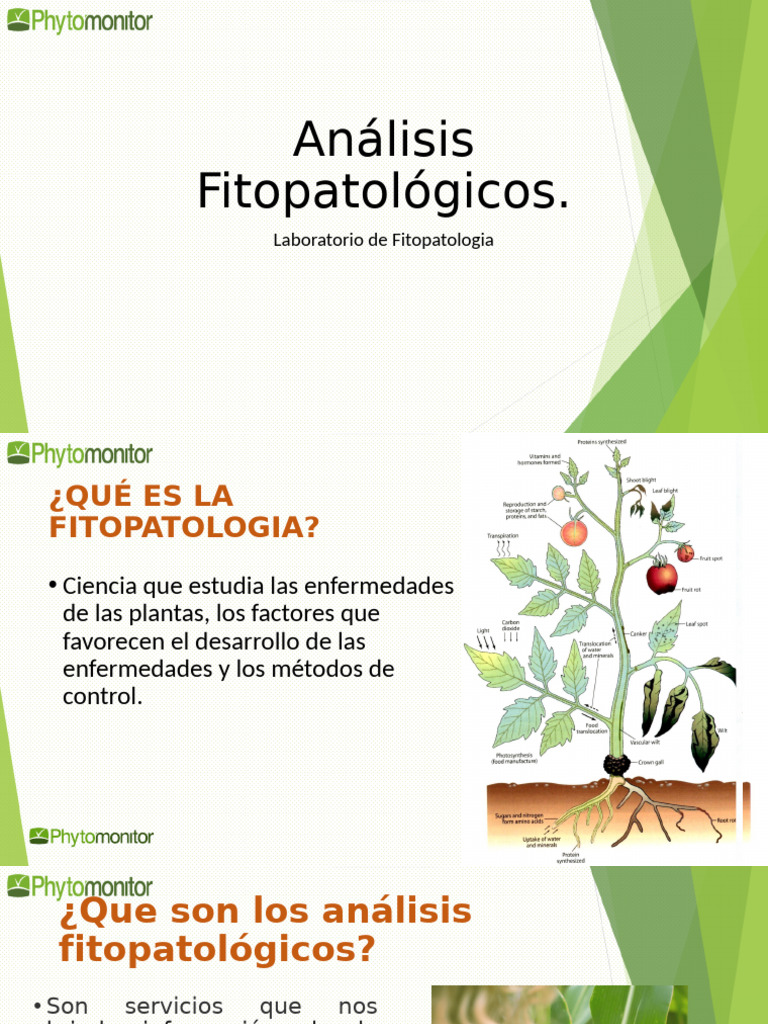 Presentacion 1 Fitopatologia Pdf