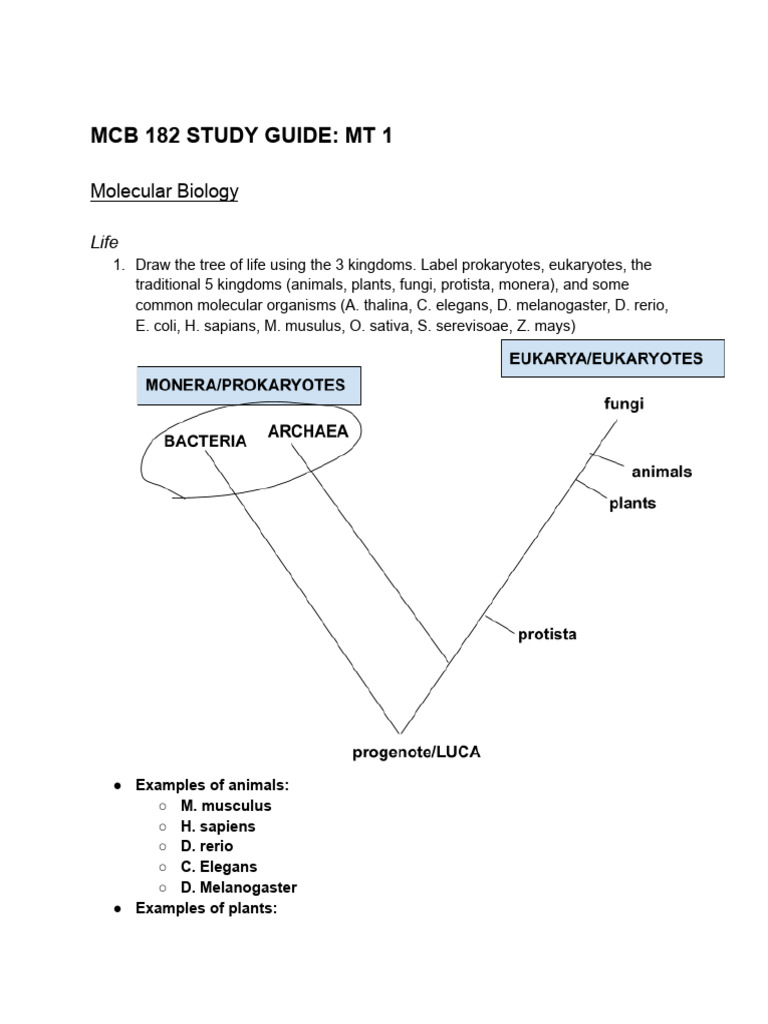 MCB 182 Study Guide Overview | PDF | Open Reading Frame | Teaching ...