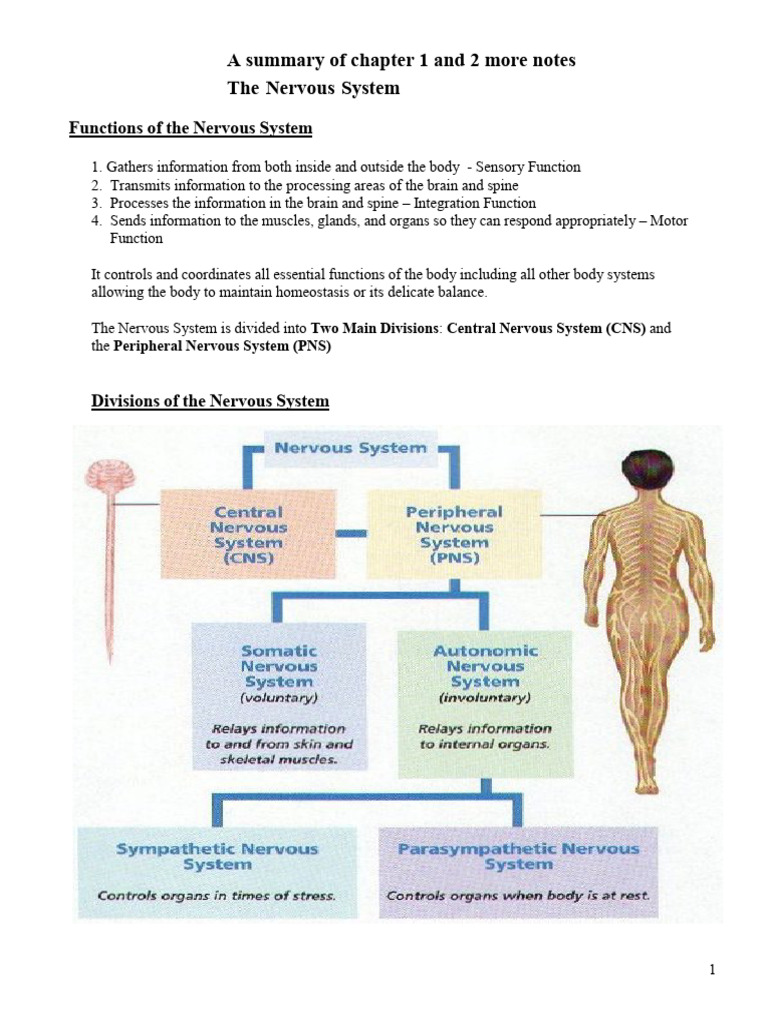 Nervous System | PDF