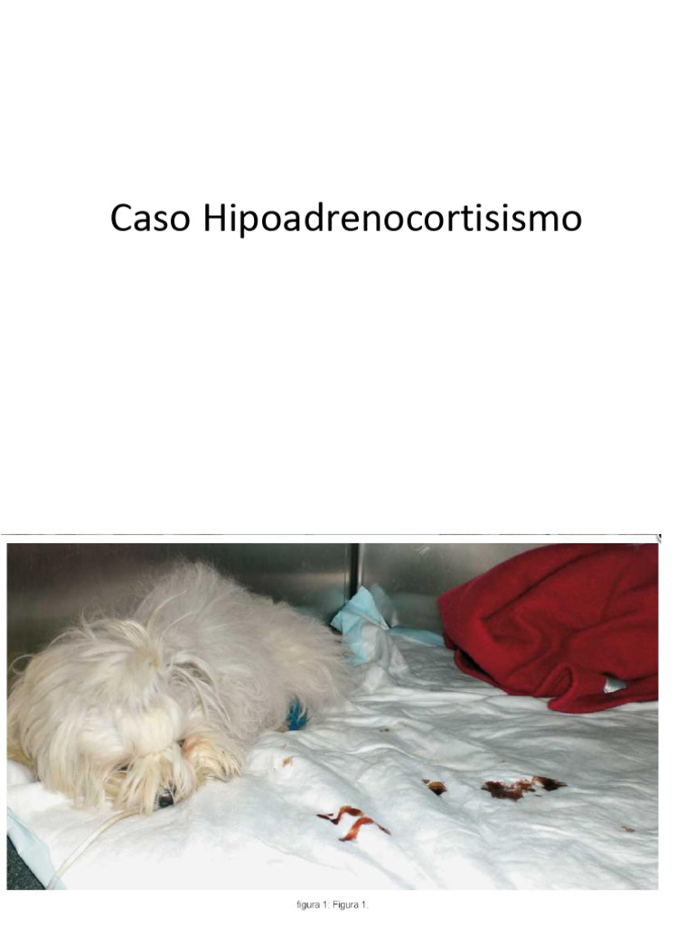 Caso Hipoadrenocortisismo | PDF