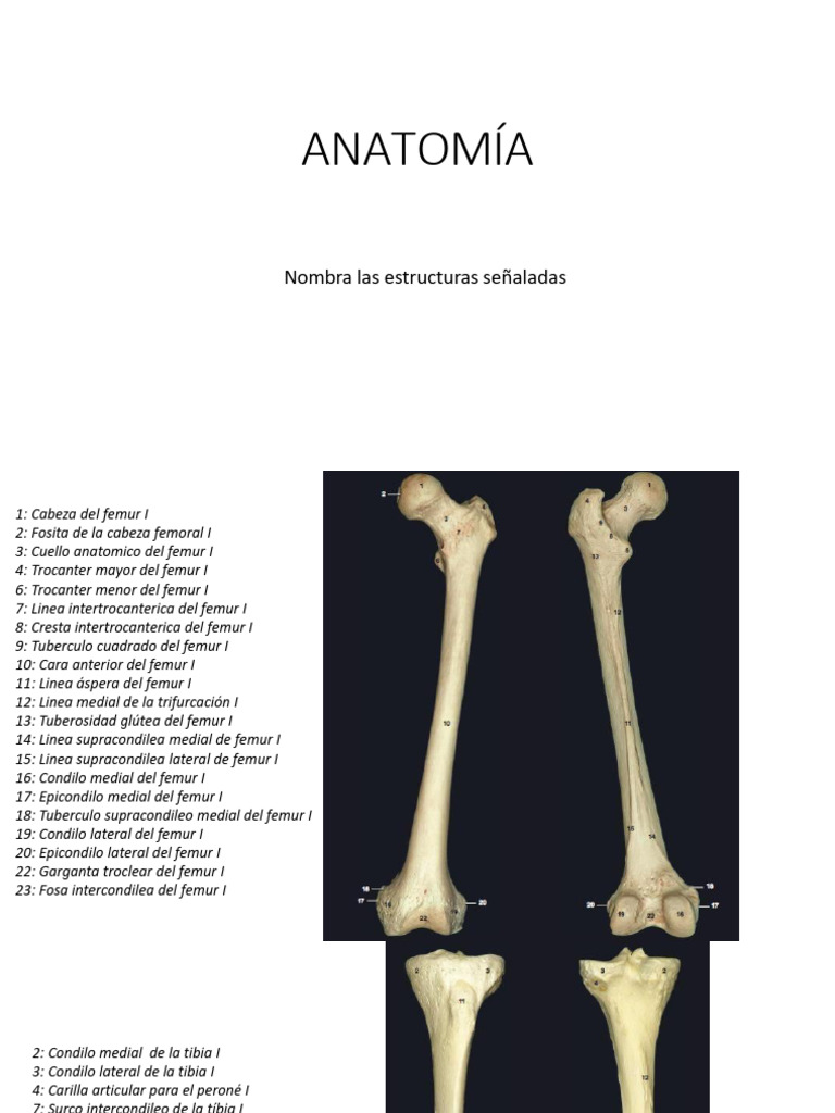 Anatomía del Femur y Estructuras Relacionadas | PDF | Sistema Locomotor ...