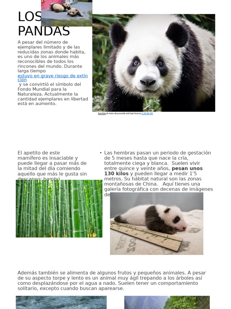 Los Pandas | PDF