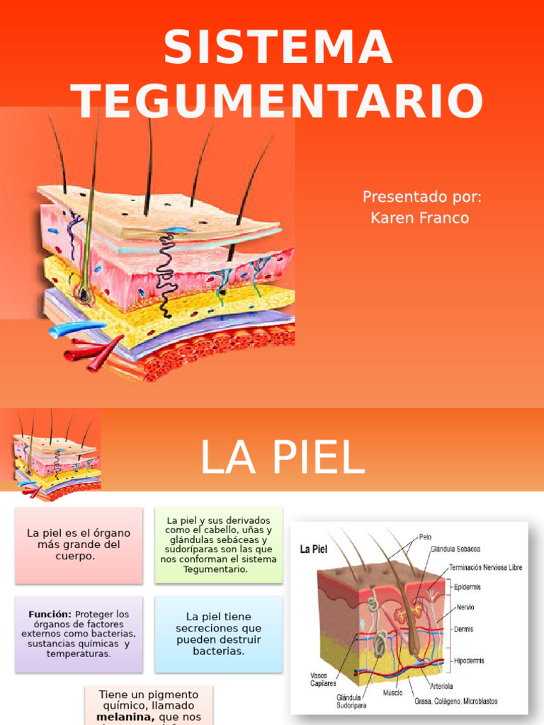 Sistema Tegumentario | PDF