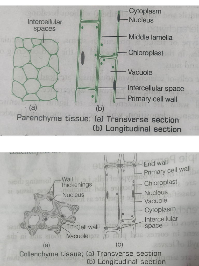 Diagrams Tissue | PDF