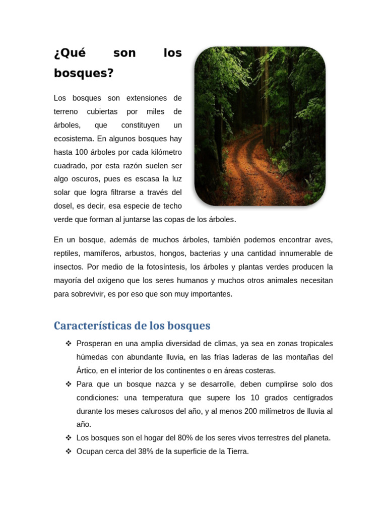 El Bosque | PDF