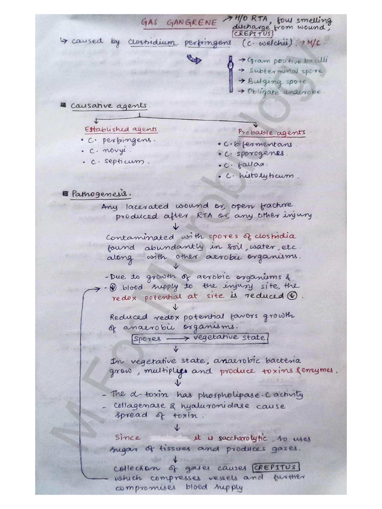 Gas Gangrene Part 1 | PDF