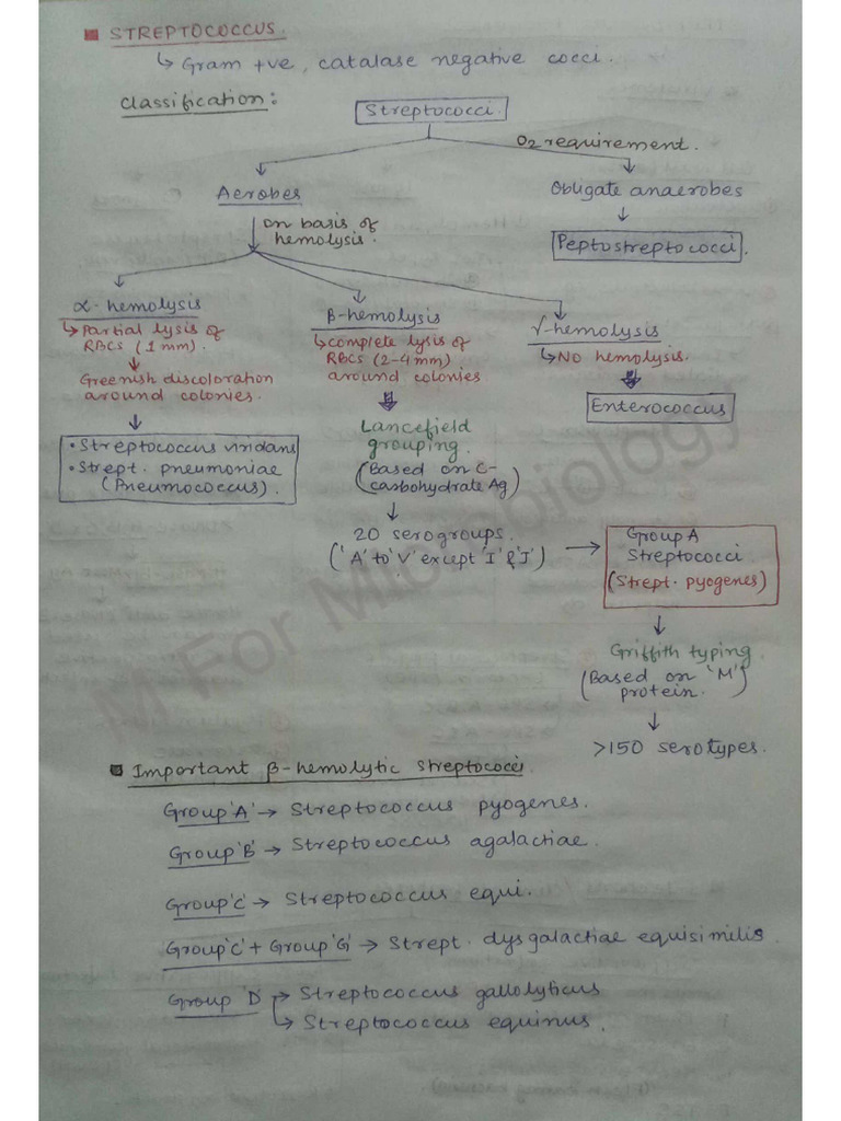 Streptococcus | PDF