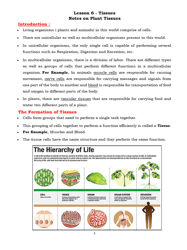 2 Plant Tissue Notes (Write NBK) | PDF
