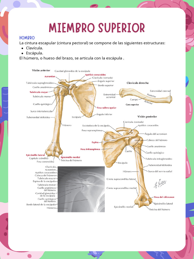 Anatomía Miembro Superior | PDF