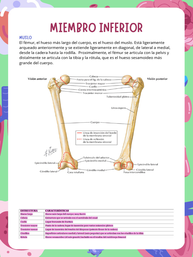 Anatomía Miembro Inferior | PDF