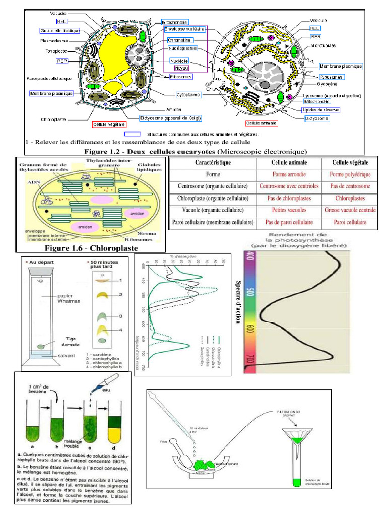 Planches 2nd C | PDF