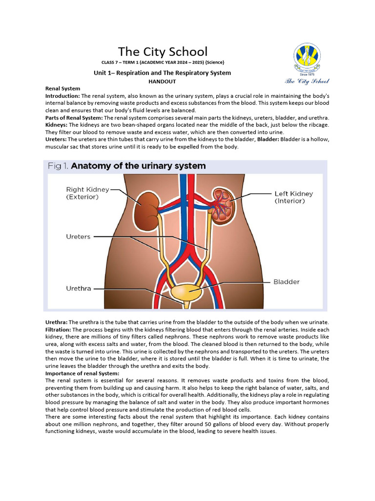 Handout Renal System | PDF