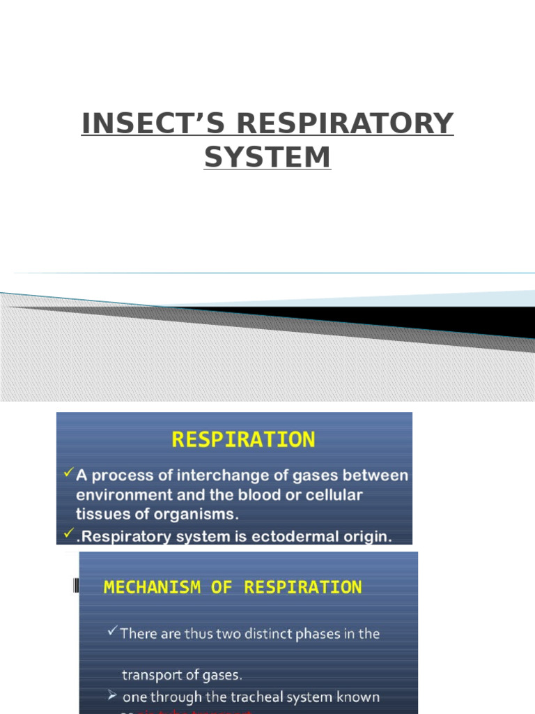 Insect Respiratory System | PDF