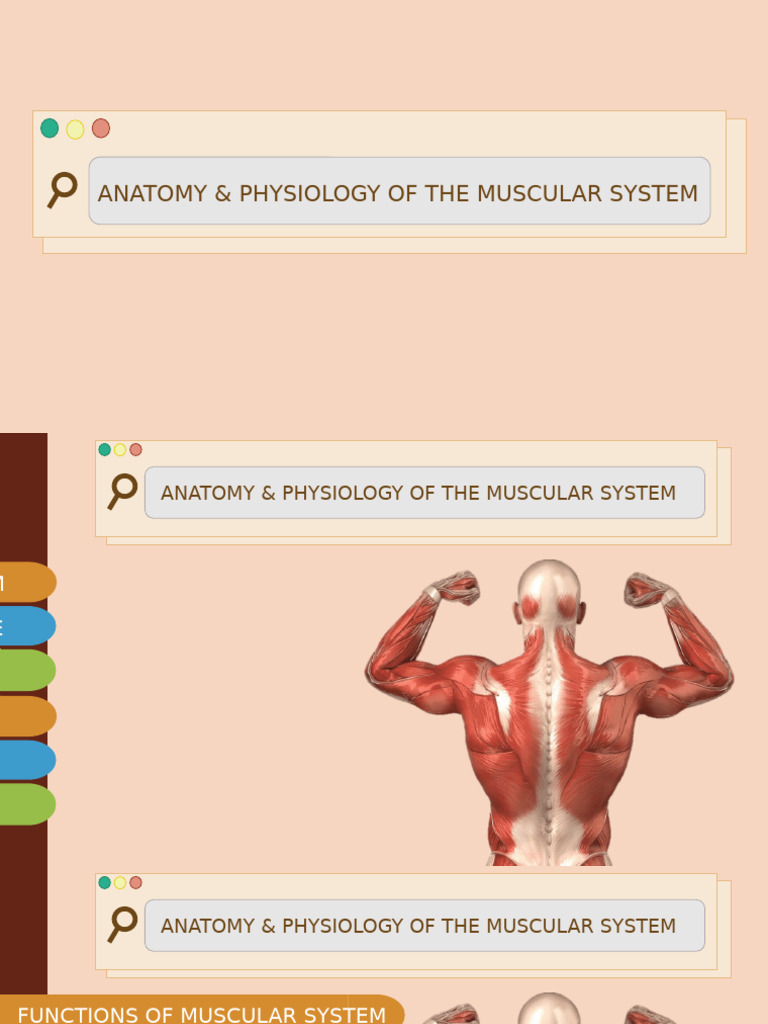 Muscular System Anaphy Final.1 | PDF