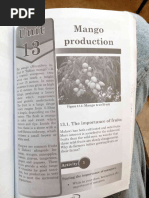 Origin and Varieties of Mangoes | PDF | Mango | Plants