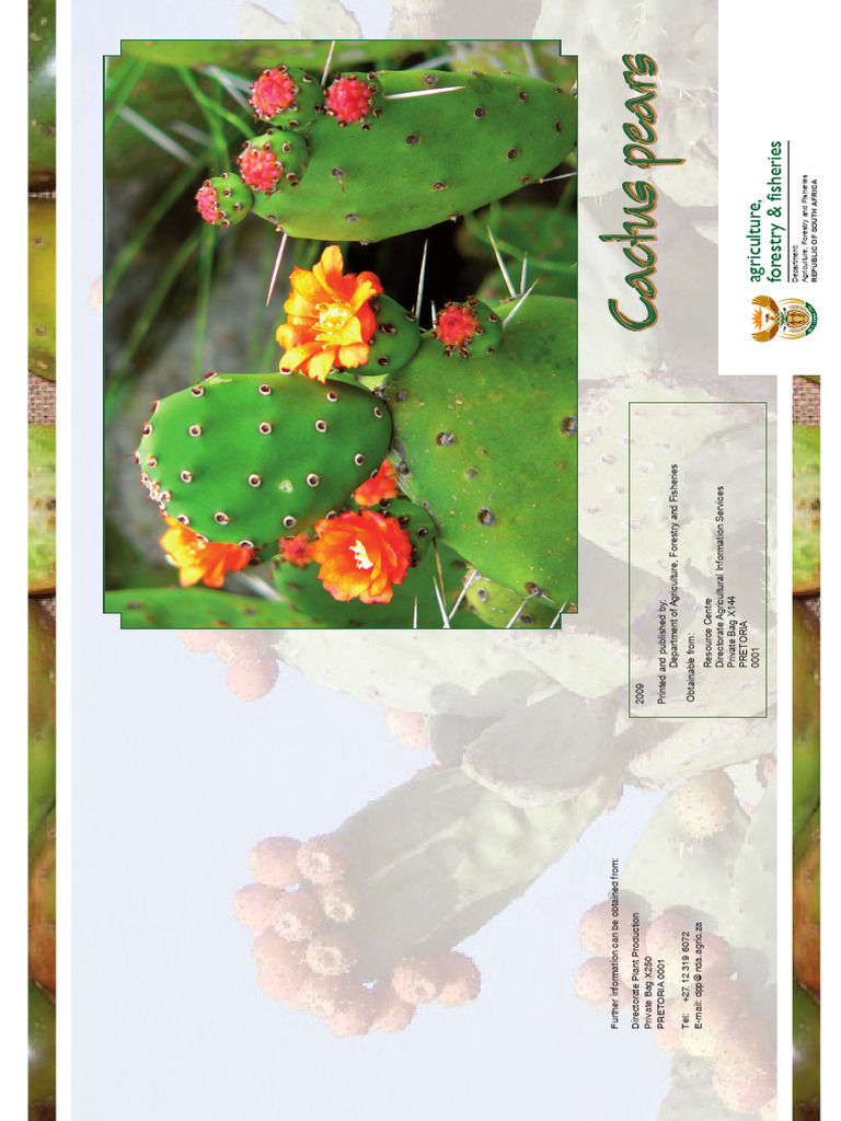 Brochure Cactus Pear | PDF