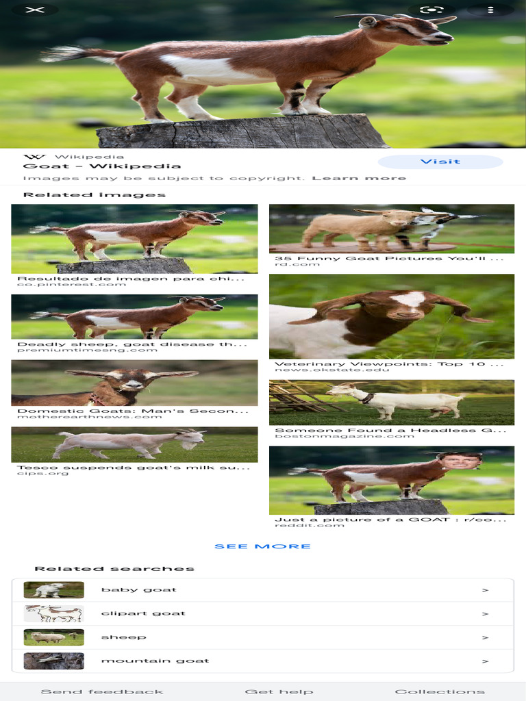 Goat - Google Search | PDF