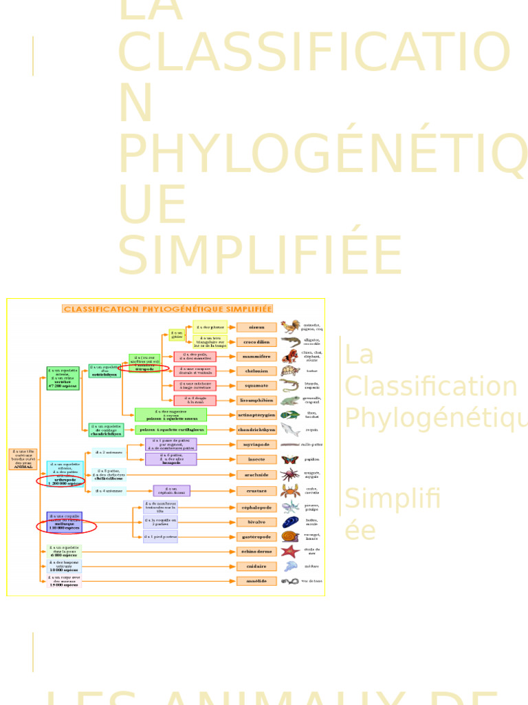 La Classification Des Animaux - SVT | PDF
