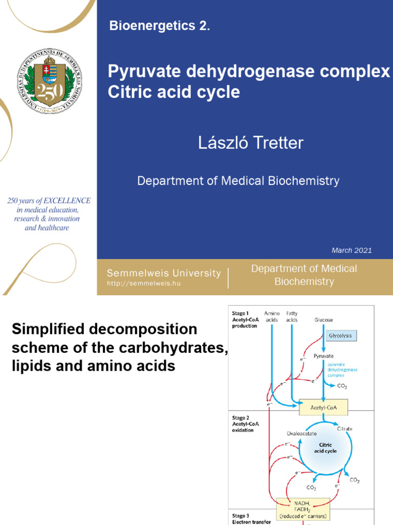 Bioenergetics 2 | PDF